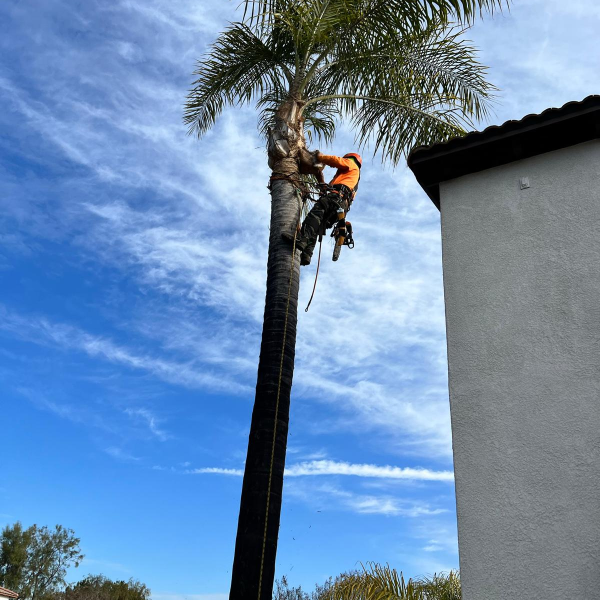 Home - Tomas Tree Services & Construction